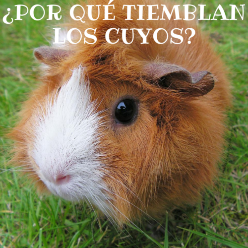 ᐈ ¿Por qué tiemblan los cuyos? 【2024