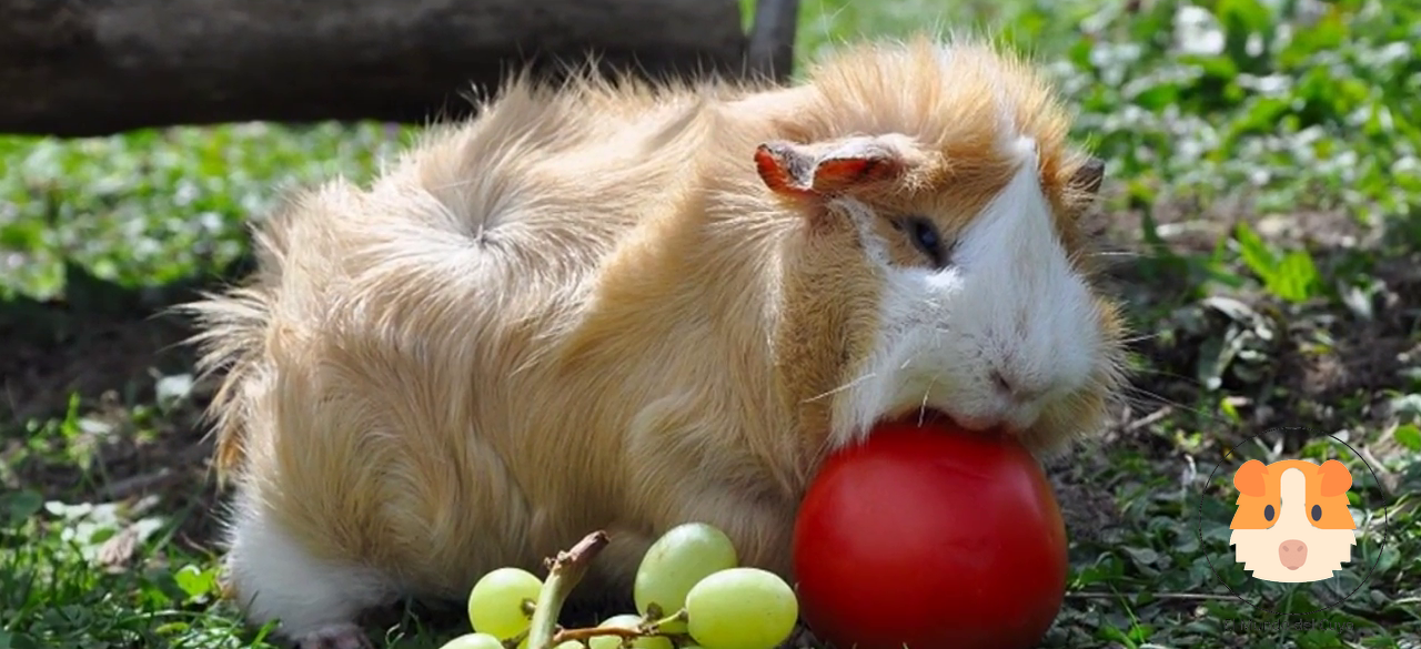 ᐈ El cuyo (cobaya) abisinio 【2023】