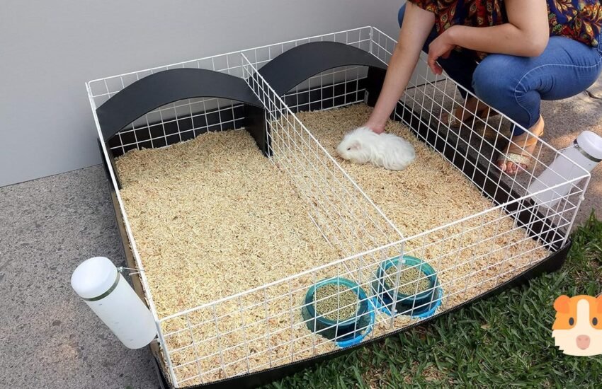 ᐈ Guía para elegir la mejor jaula para tú cuyo (cobaya) 【2024